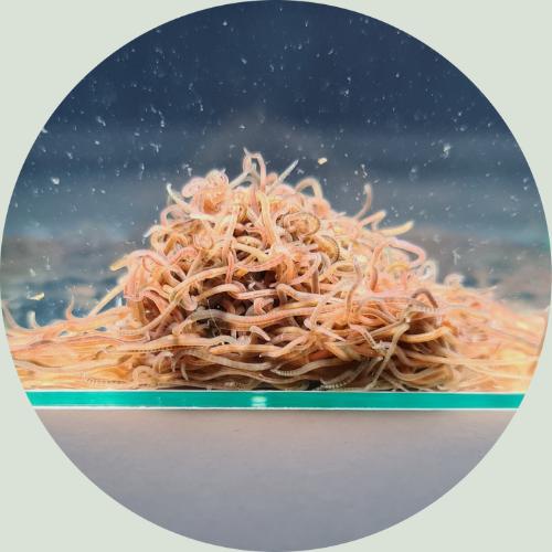 Micro-faune & escargots utiles – Nettoyeurs naturels pour aquarium ...
