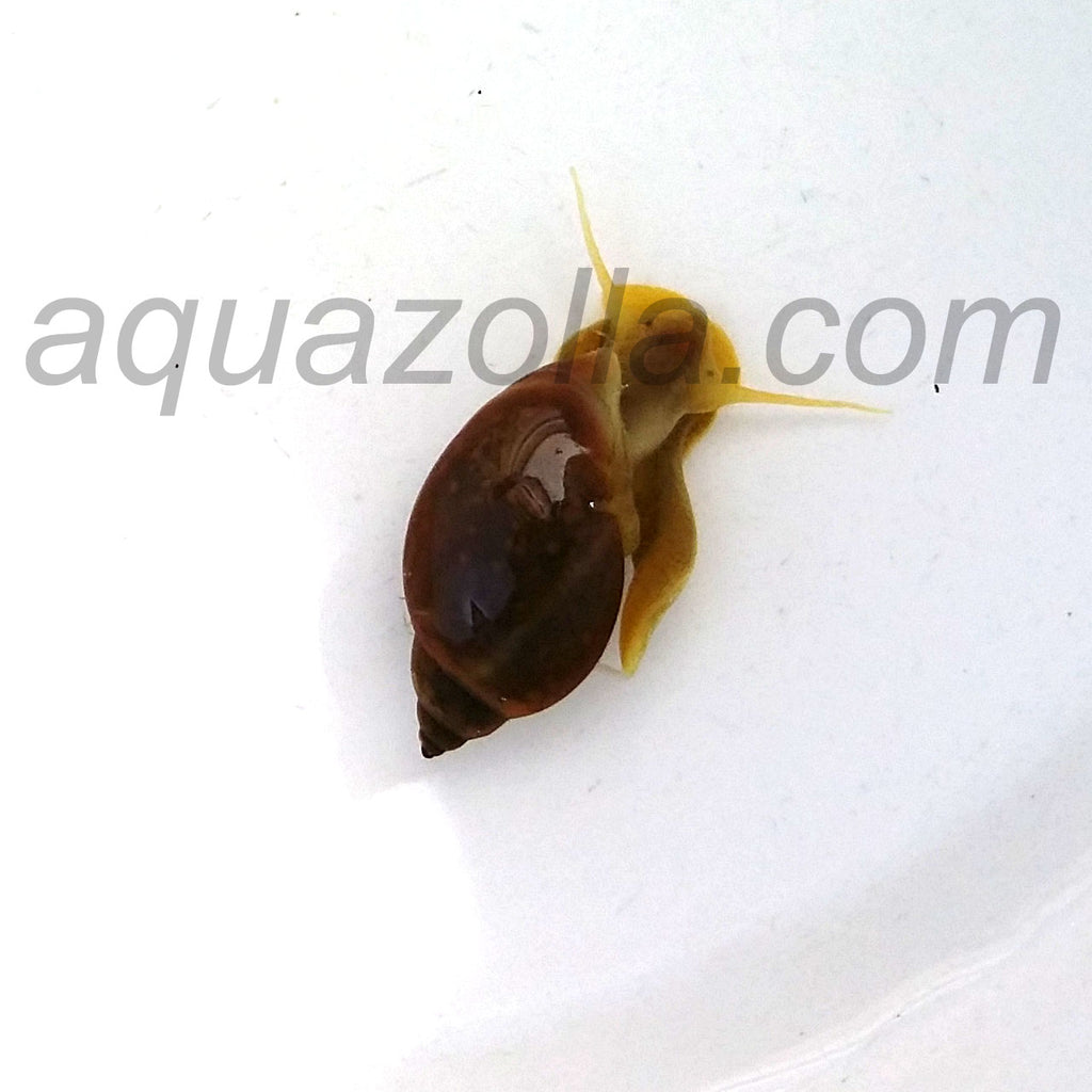 Physes – Aquazolla